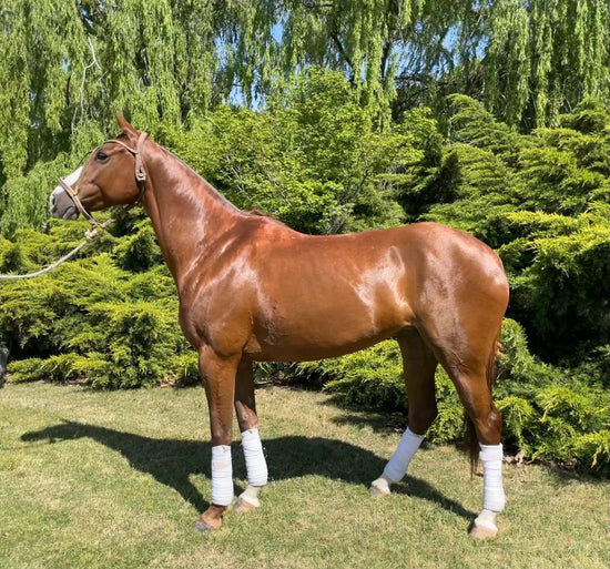 POLO PONIES FOR SALE – Pilar Polo